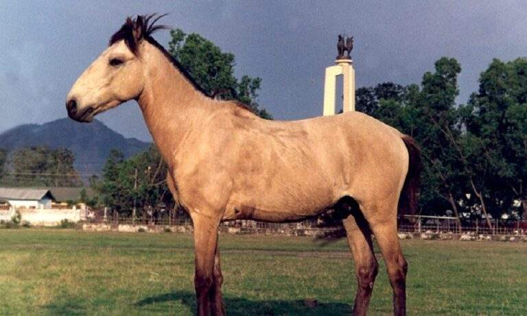 Manipuri Horses